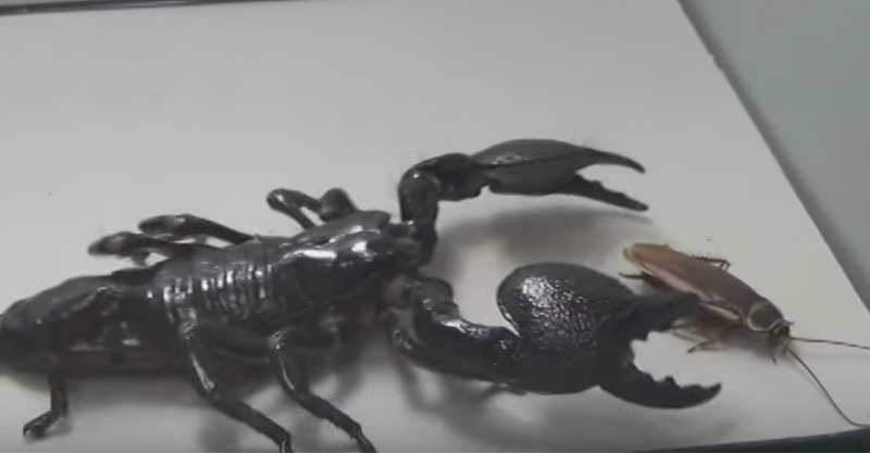 這場蟑螂大戰「帝王蠍」，這既暴力又完全一面倒的狀況讓人有點同情蟑螂… | TEEPR 亮新聞